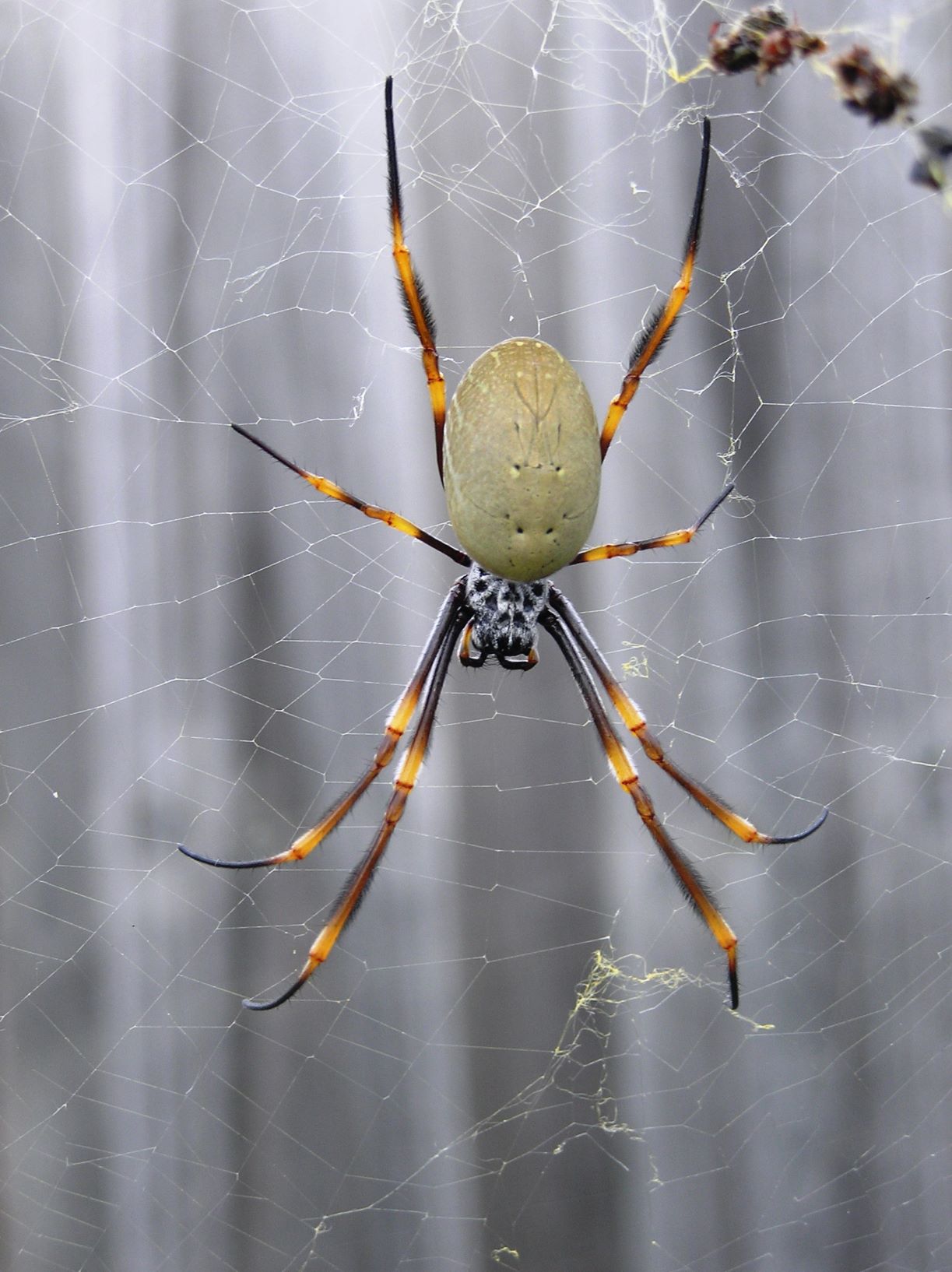 Golden Orb Weaver